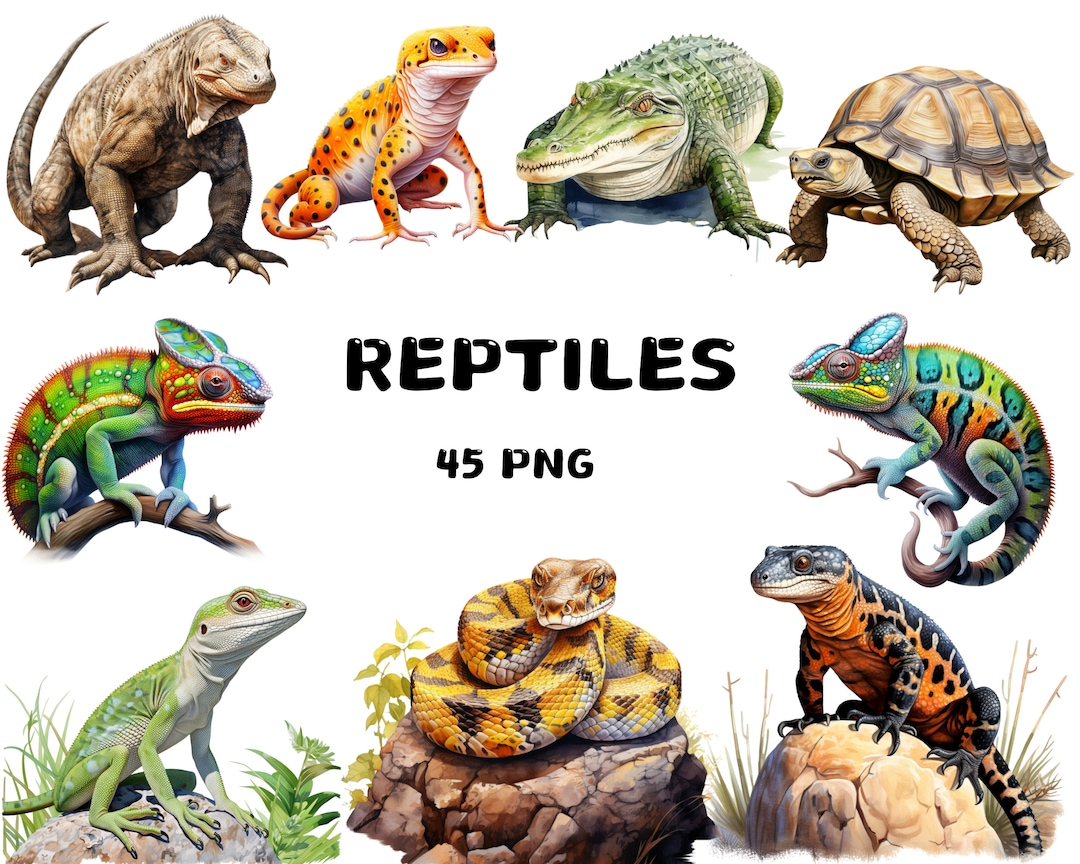 45 Watercolor Reptiles Clipart , Snake, Turtle, Crocodile, Lizard ...