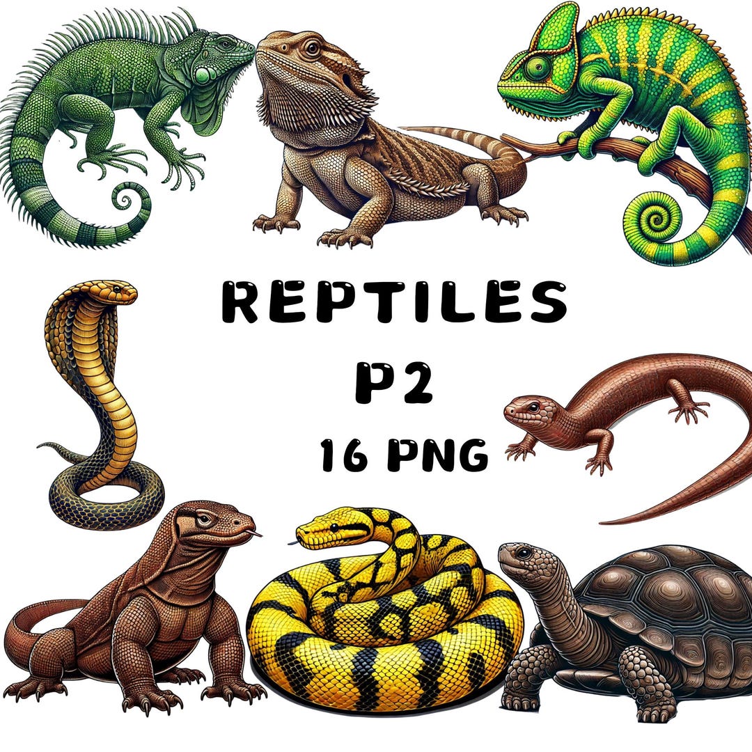 16 PNG Reptiles P2 Clipart , Chameleon, Lizard, Snake, Turtle, Tortoise ...