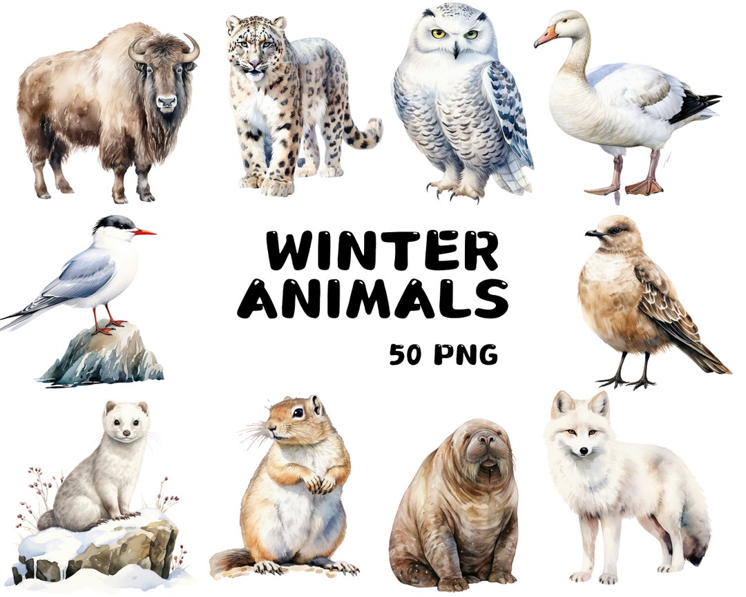 50 Watercolor Winter Animals Clipart ,polar Bear, Penguin, Snow Leopard ...