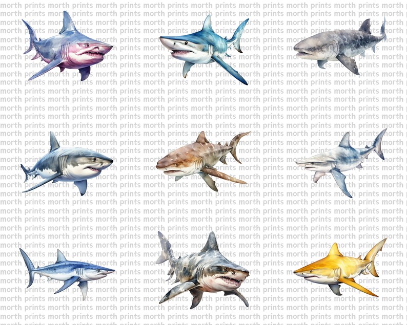 Watercolor Sharks Clipart PNG, Great White & Whale Shark, Sea Animals ...