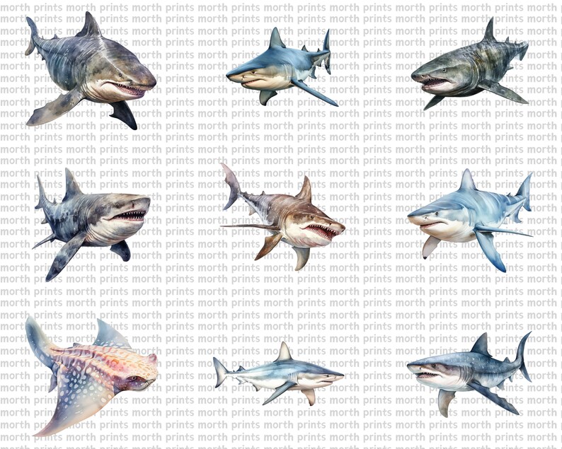 70 Watercolor Sharks Clipart Great White Shark, Tiger Shark, Bull Shark ...