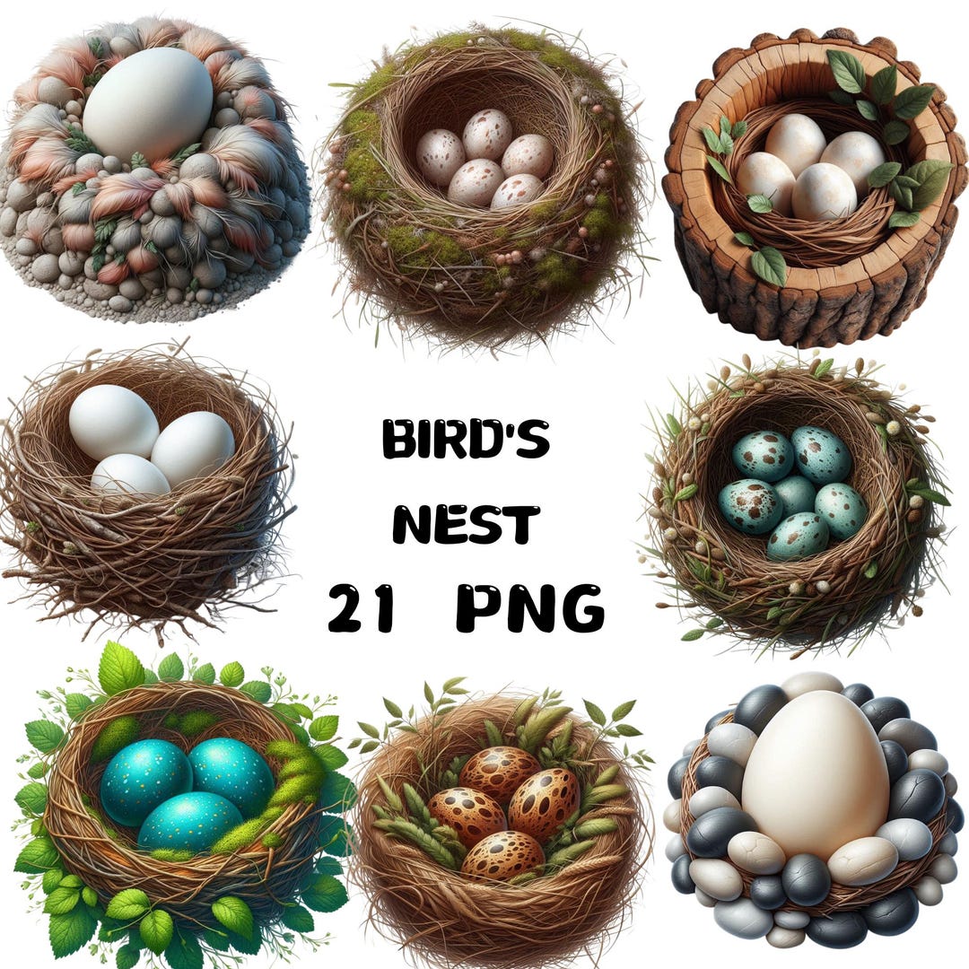 Bird Nests Clipart: Easter Egg Graphics (PNG Digital Download) - Etsy