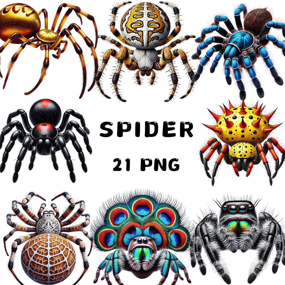 Spider Clipart Bundle, Spider PNG for Crafts, Insect and Arachnid Art ...