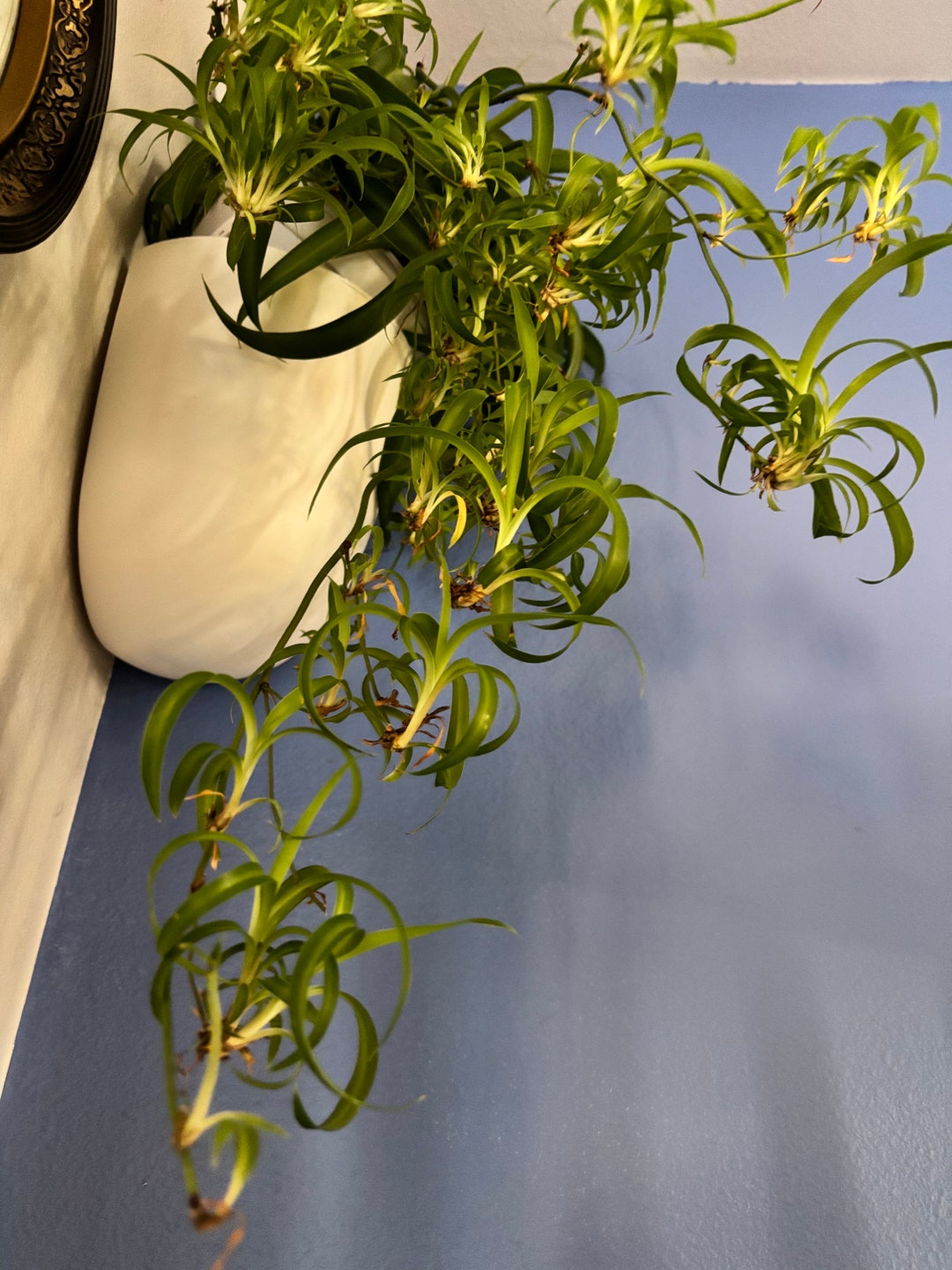 2 Spider Plant Baby - Etsy