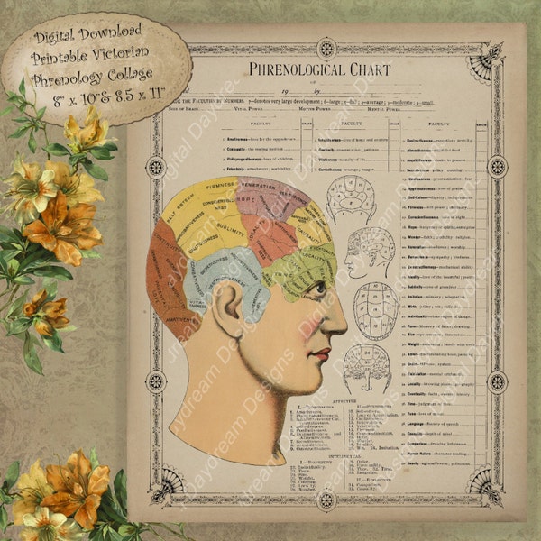 Phrenology Head - Etsy