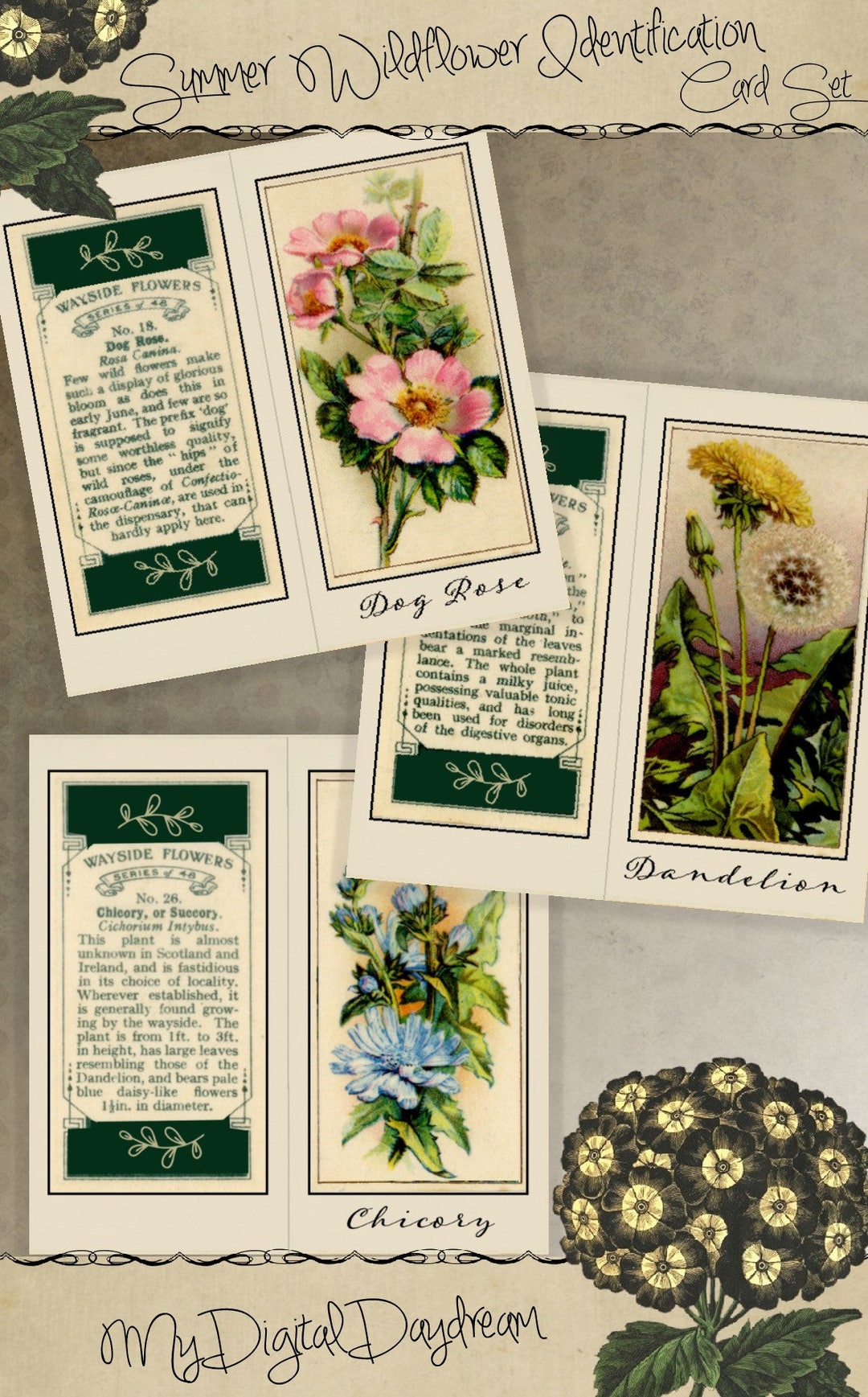 Instant Download Printable Wildflower Identification Cards for Nature ...