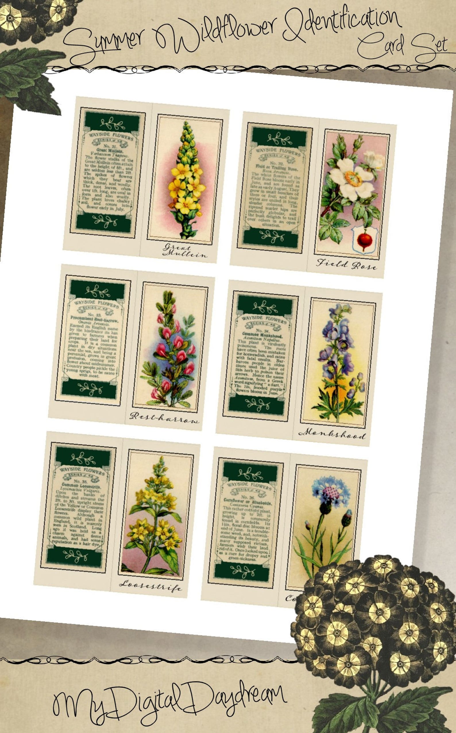 Instant Download Printable Wildflower Identification Cards for Nature ...