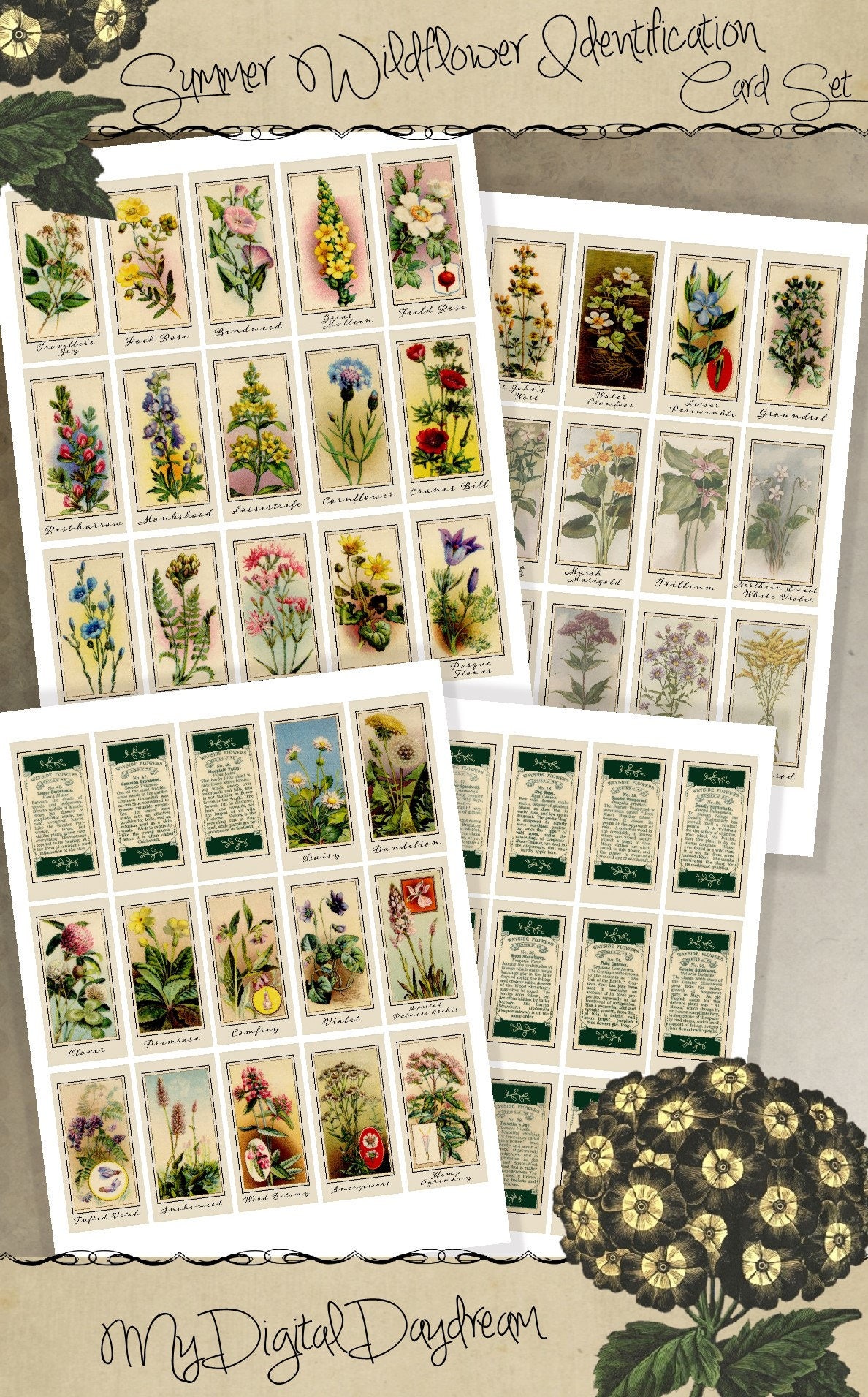 Instant Download Printable Wildflower Identification Cards for Nature ...