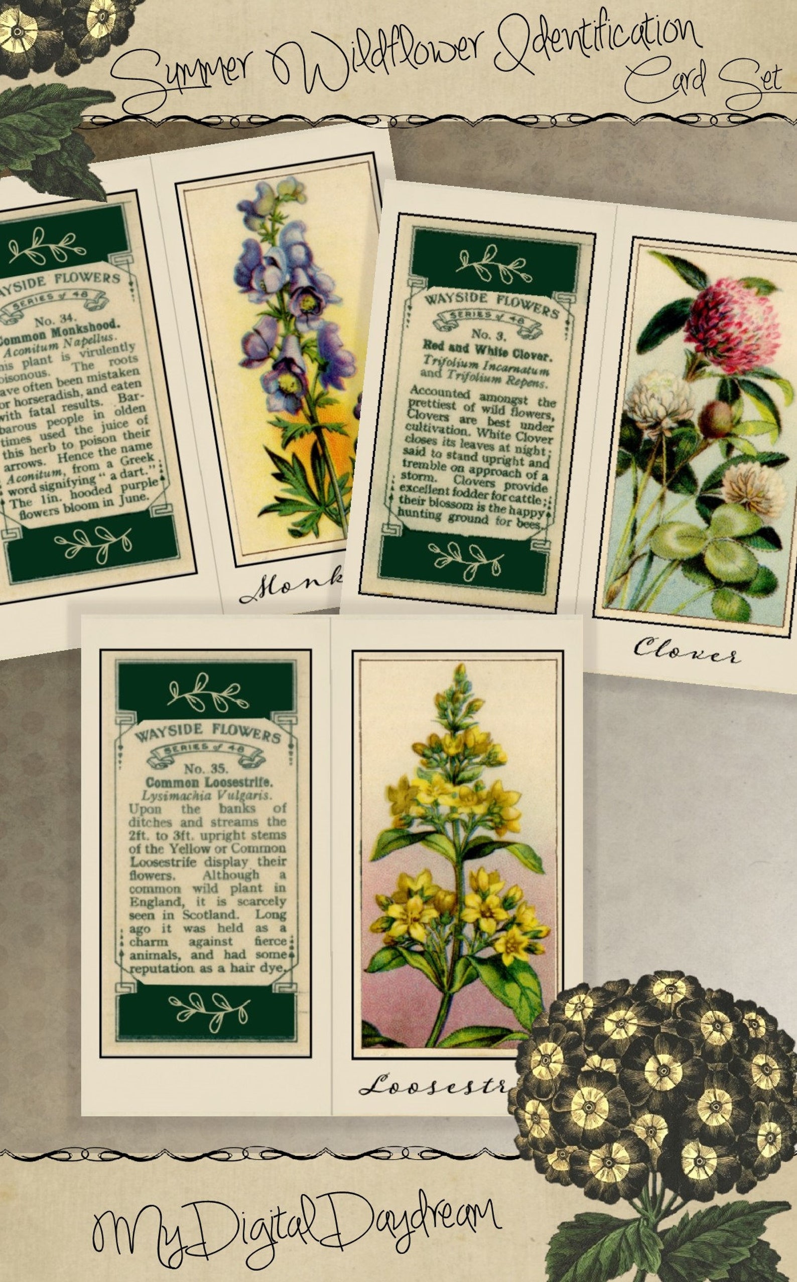Instant Download Printable Wildflower Identification Cards for Nature ...