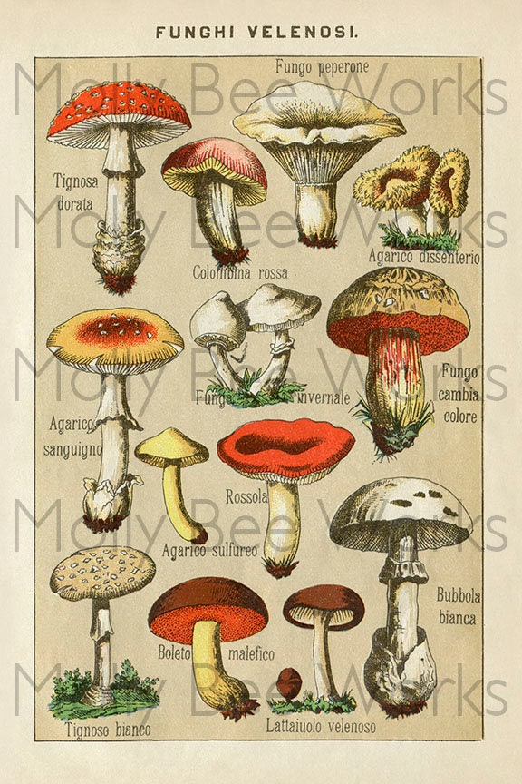 Hongos venenosos Vintage Botánico Italiano Ilustración Imprimible ...