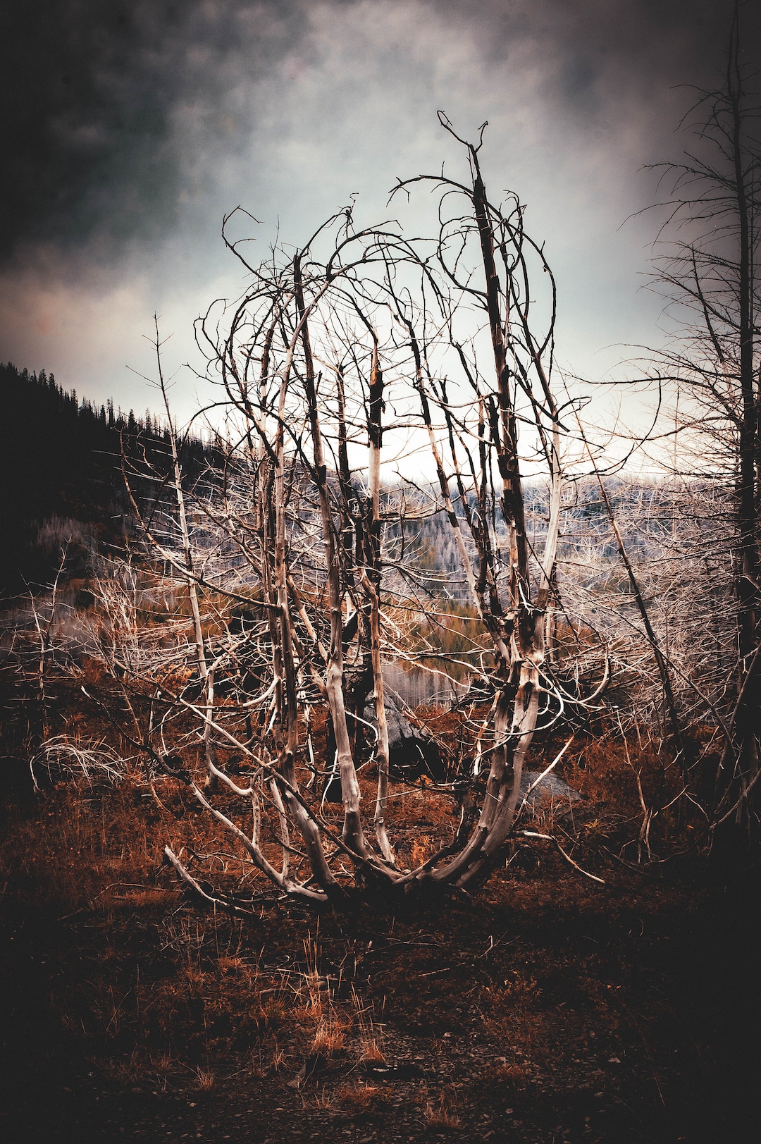 Photo Prints, Wild Fire Aftermath, Nature Art, Forest - Etsy