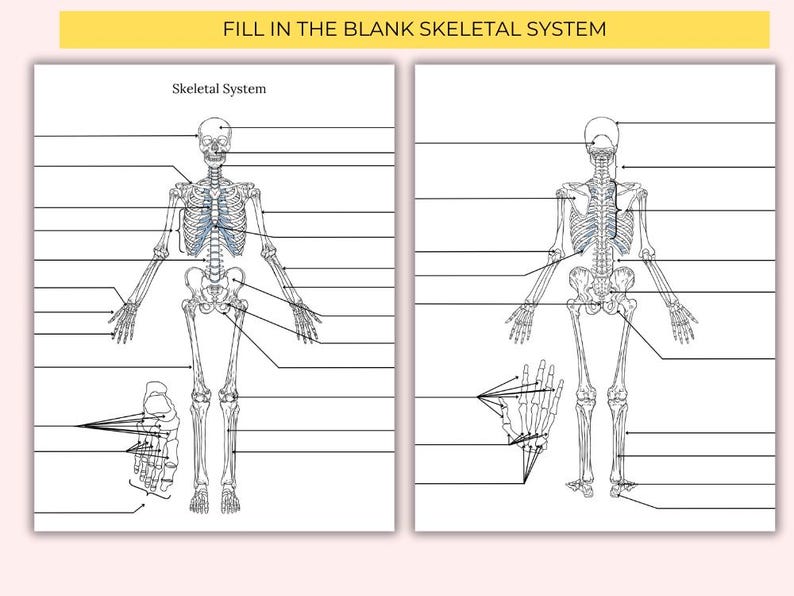 Muscular System, Skeletal System, Anatomy Study Worksheets, Yoga ...