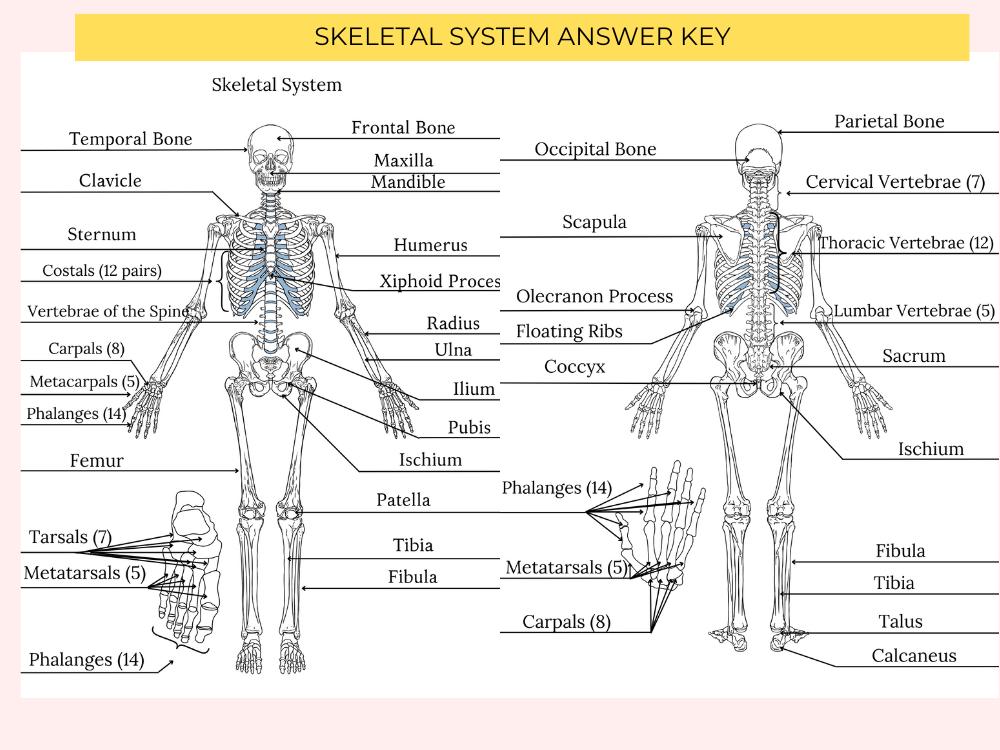 Anatomy Study Worksheets, Muscular & Skeletal System (PDF Download) - Etsy