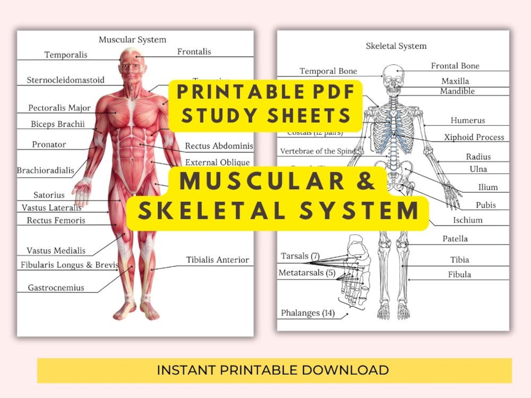 Anatomy Study Worksheets, Muscular & Skeletal System (PDF Download) - Etsy