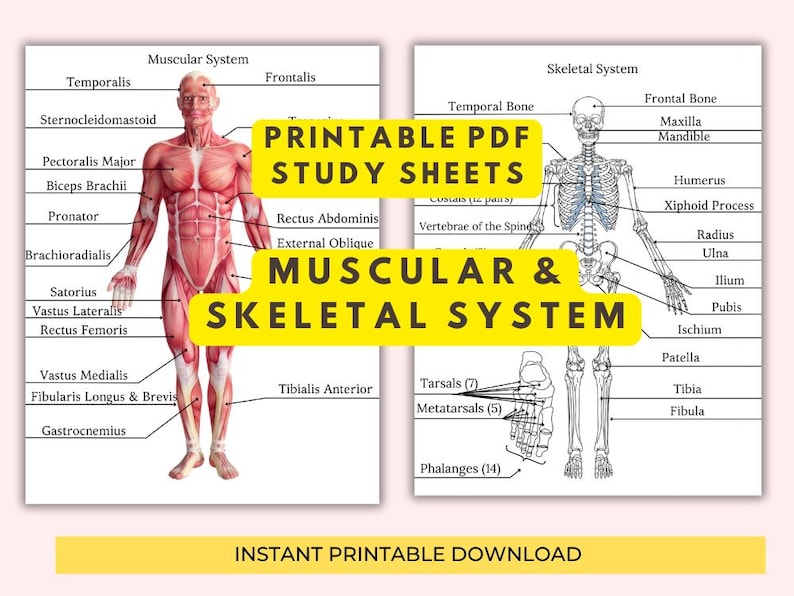 Muscular System, Skeletal System, Anatomy Study Worksheets, Yoga ...