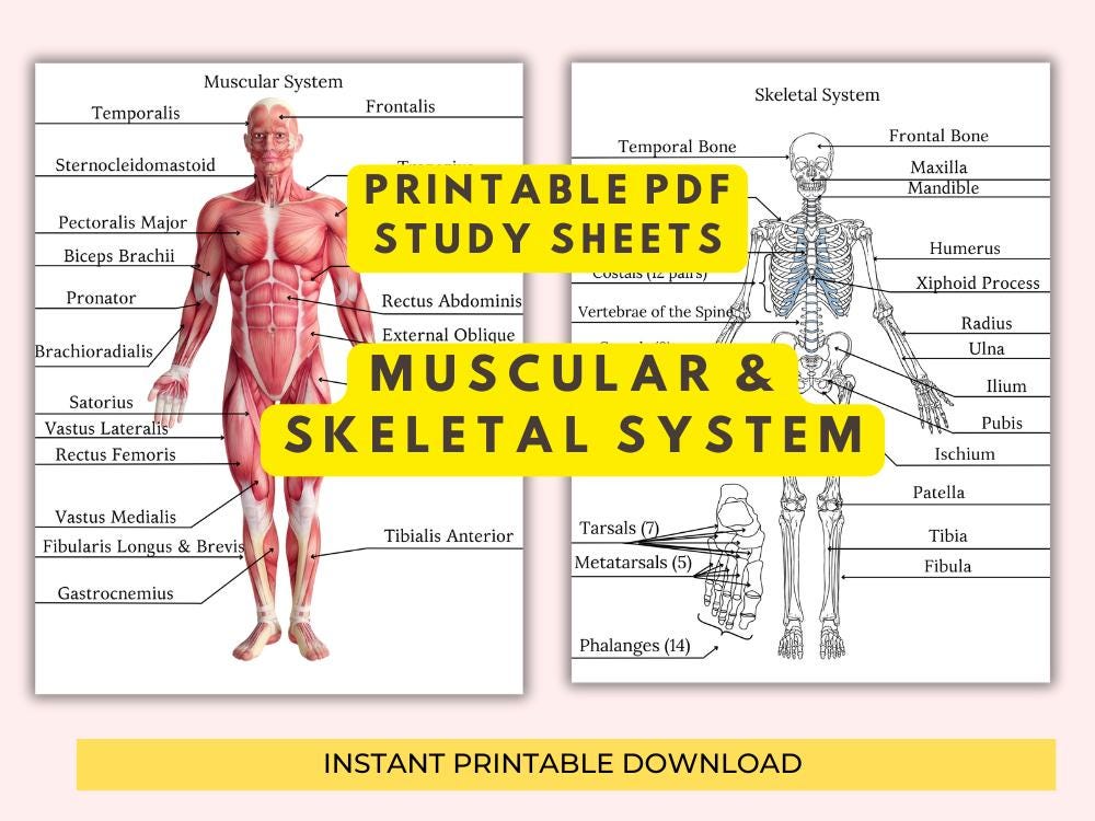 Muscular System, Skeletal System, Anatomy Study Worksheets, Yoga ...