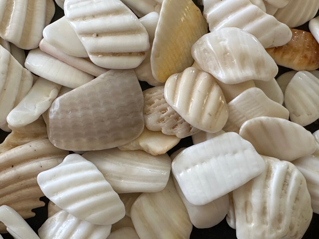 175 Naturally Tumbled Seashell Shell Pieces Mosaic, Jewelry, Wedding ...