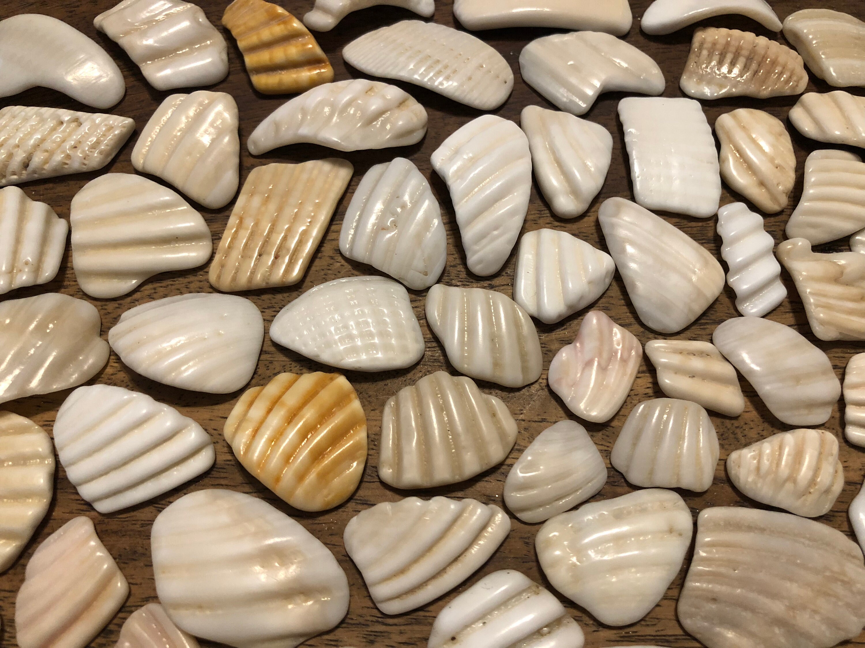 150 Naturally tumbled Seashell shell pieces for mosaic | Etsy