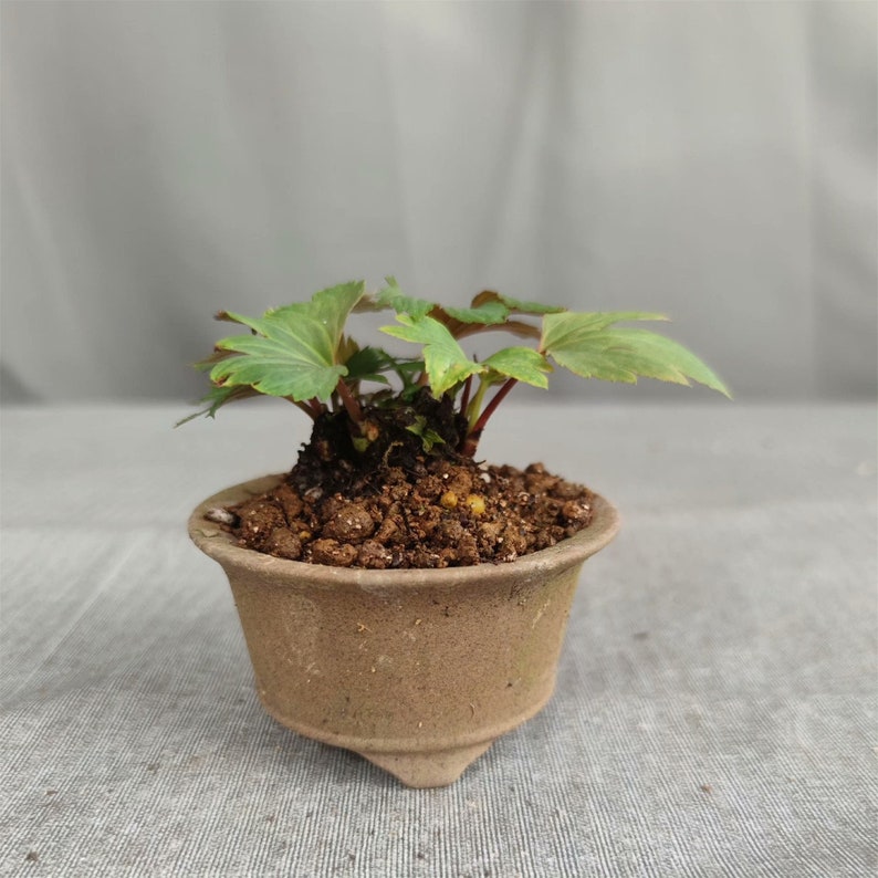 Mini Desktop Potted Plant Cute and Compact Indoor Greenery Perfect for ...