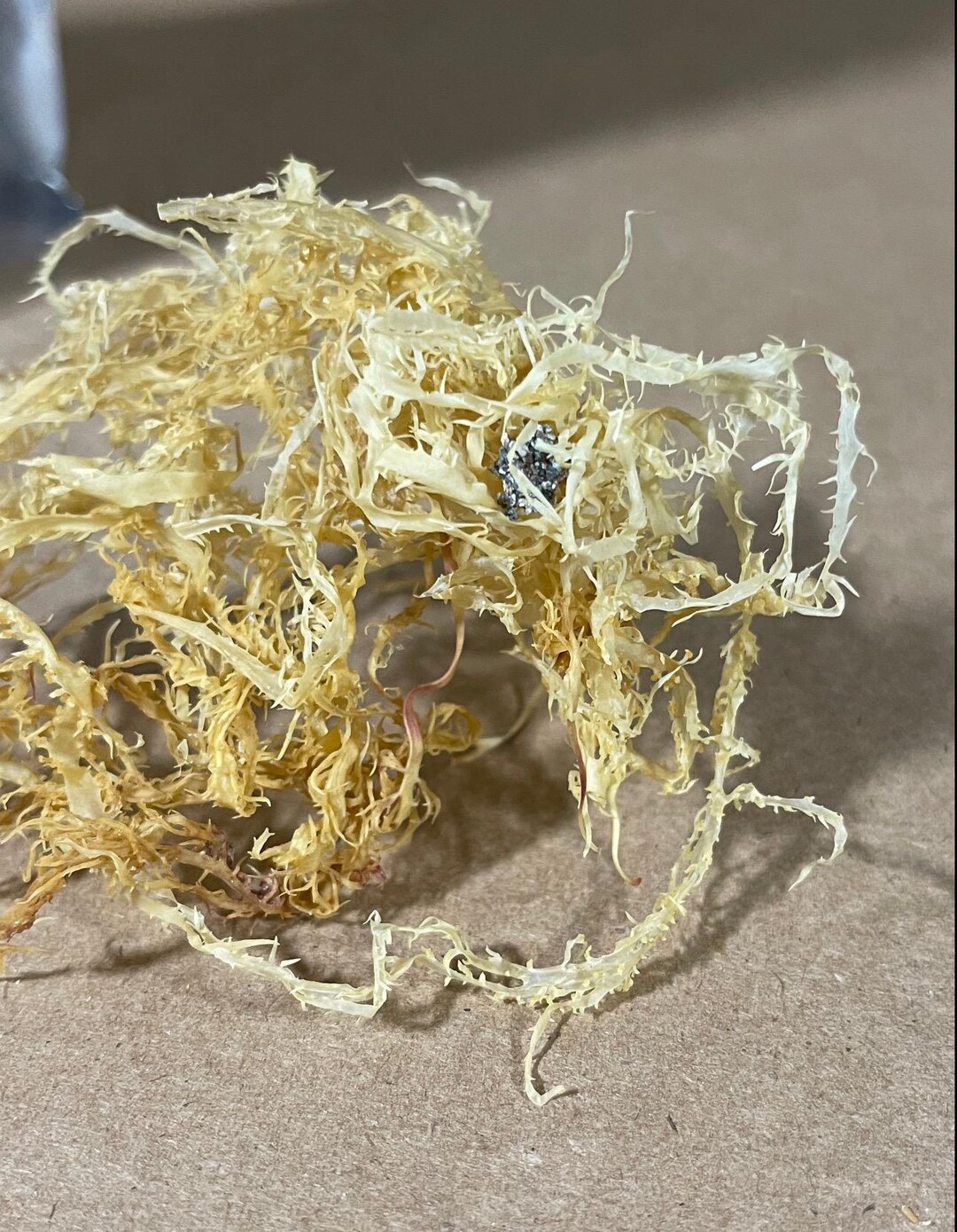 1 Lb Chondrus Chrispus Real Irish Sea Moss Dr Sebi Approved Wild Sea ...
