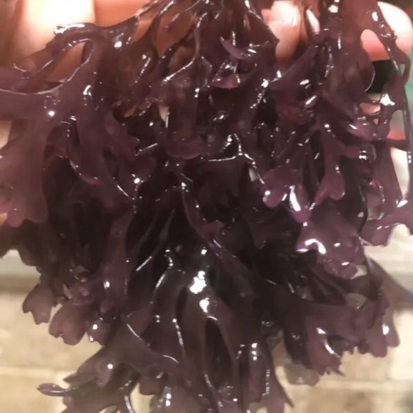 Wild Sea Moss - Etsy