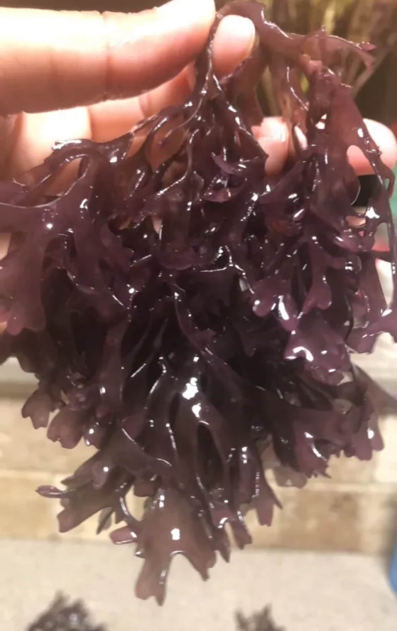 1 Lb Purple Chondrus Chrispus Real Irish Sea Moss Dr Sebi Approved Wild ...