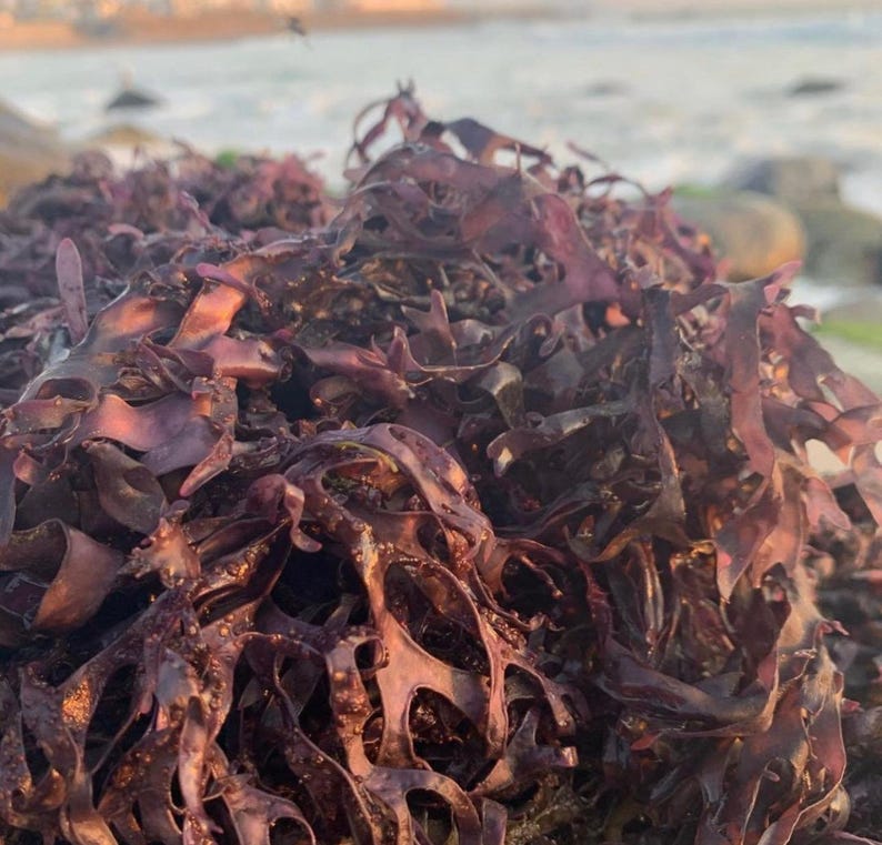 1 Lb Purple Chondrus Chrispus Real Irish Sea Moss Dr Sebi Approved Wild ...