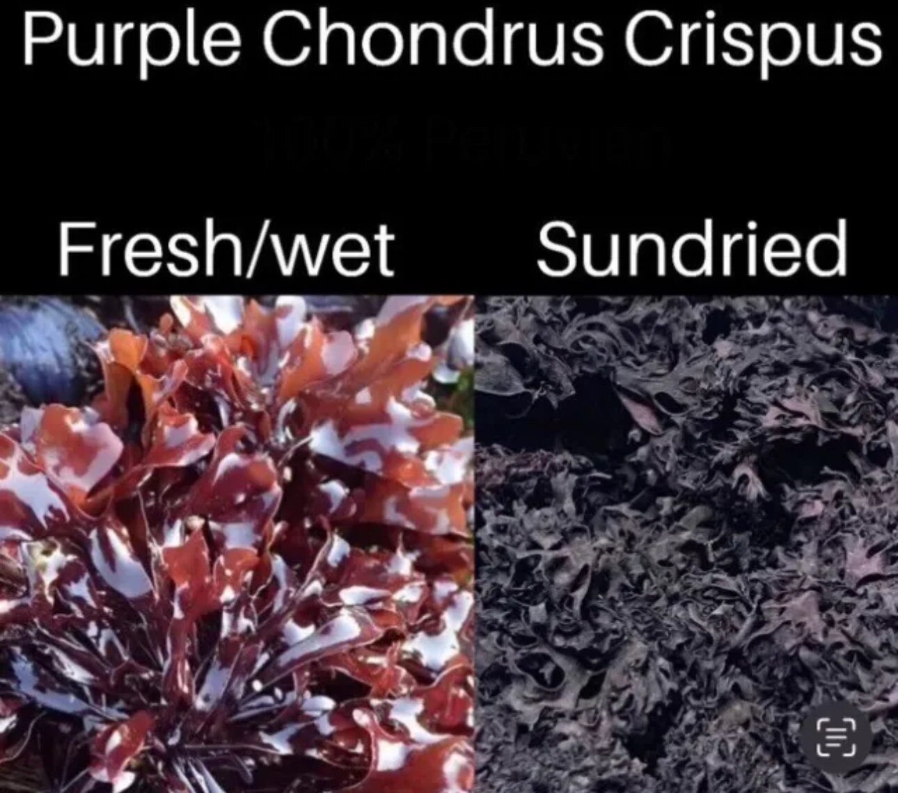 1 Lb Purple Chondrus Chrispus Real Irish Sea Moss Dr Sebi Approved Wild ...