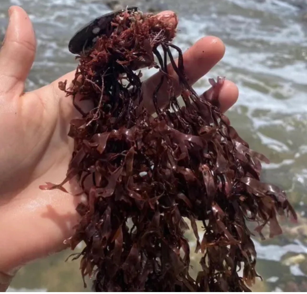 1 Lb Purple Chondrus Chrispus Real Irish Sea Moss Dr Sebi Approved Wild ...