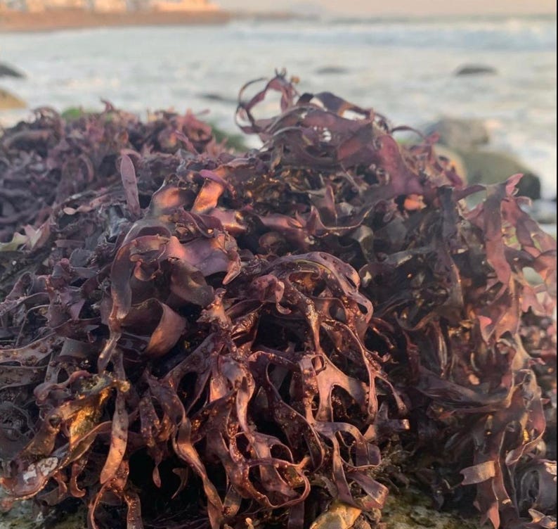 1 Lb Purple Chondrus Chrispus Real Irish Sea Moss Dr Sebi Approved Wild ...