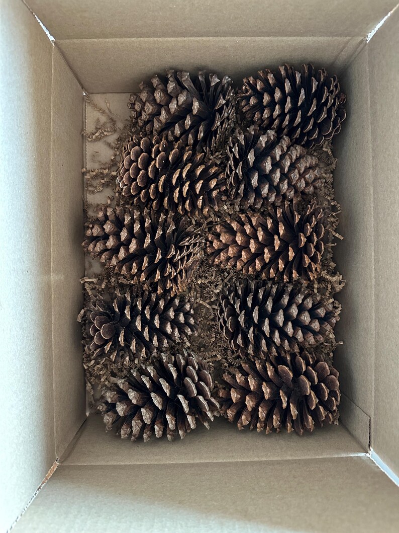 10 - XL (approx. 6”) Pinecones for Crafting - Etsy