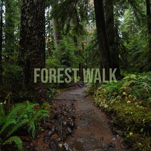 Forest Walk, HIGH RES Original Photograph Digital File, Multiple Sizes ...