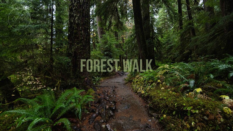 Forest Walk, HIGH RES Original Photograph Digital File, Multiple Sizes ...