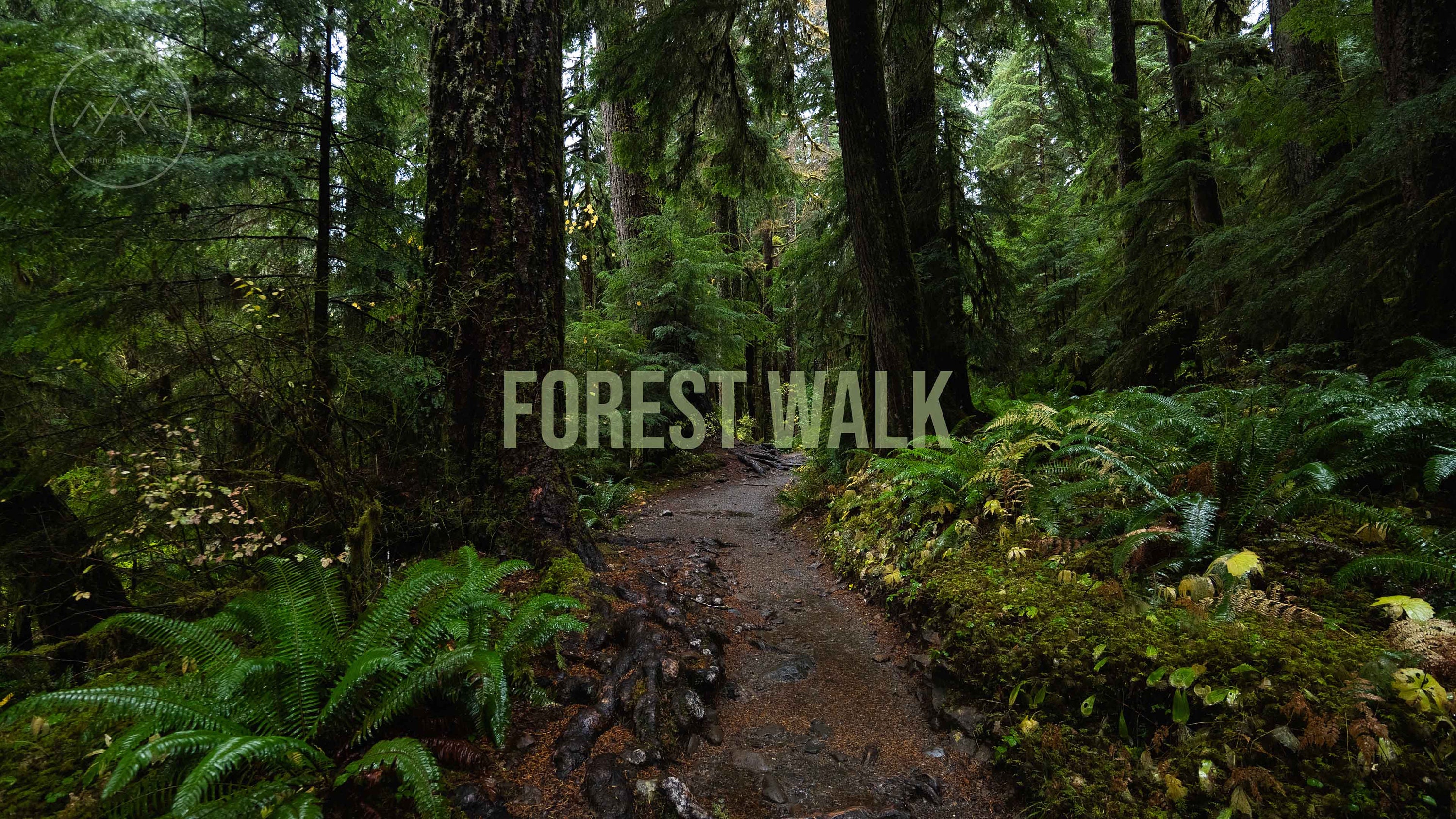 Forest Walk, HIGH RES Original Photograph Digital File, Multiple Sizes ...