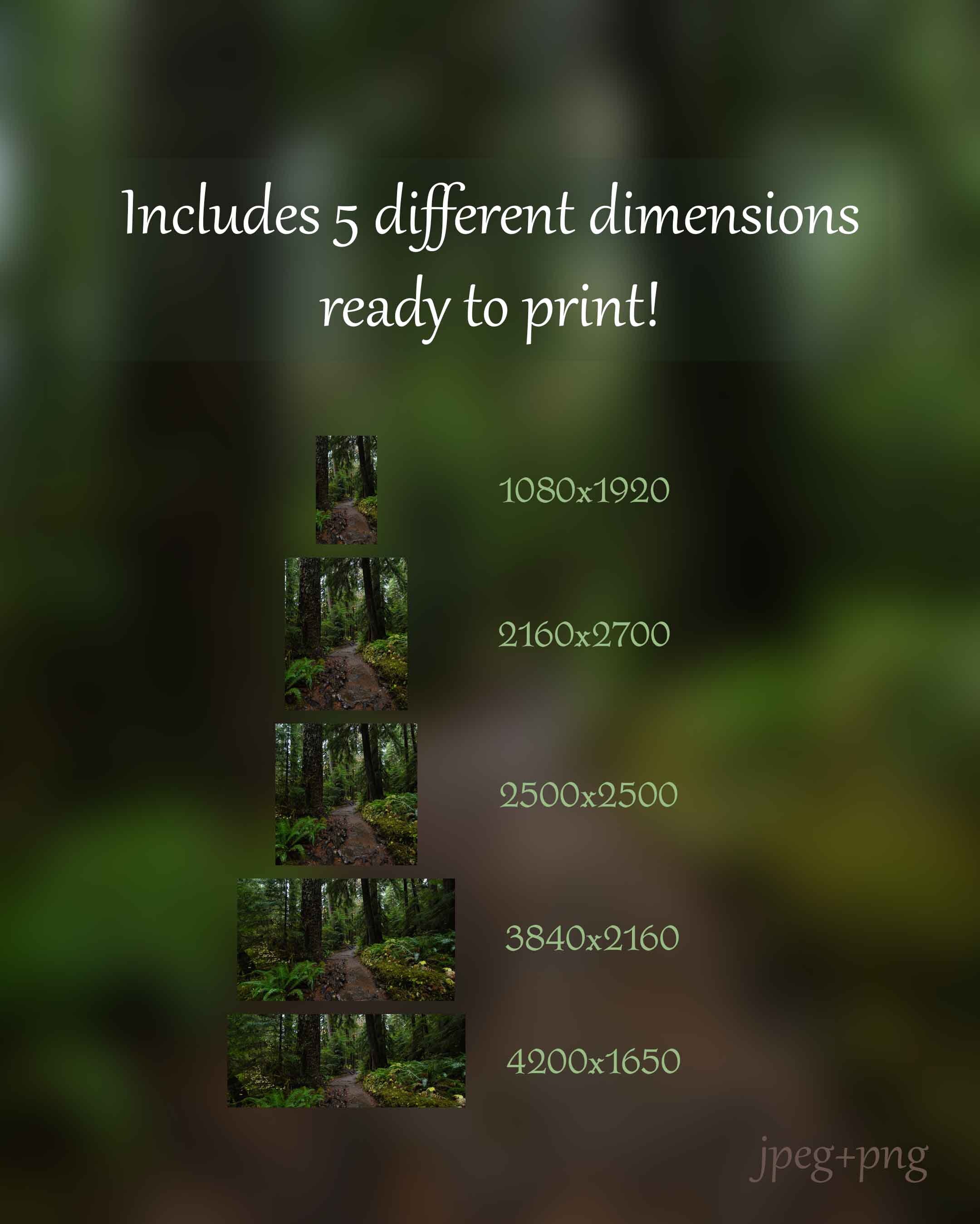 Forest Walk, HIGH RES Original Photograph Digital File, Multiple Sizes ...