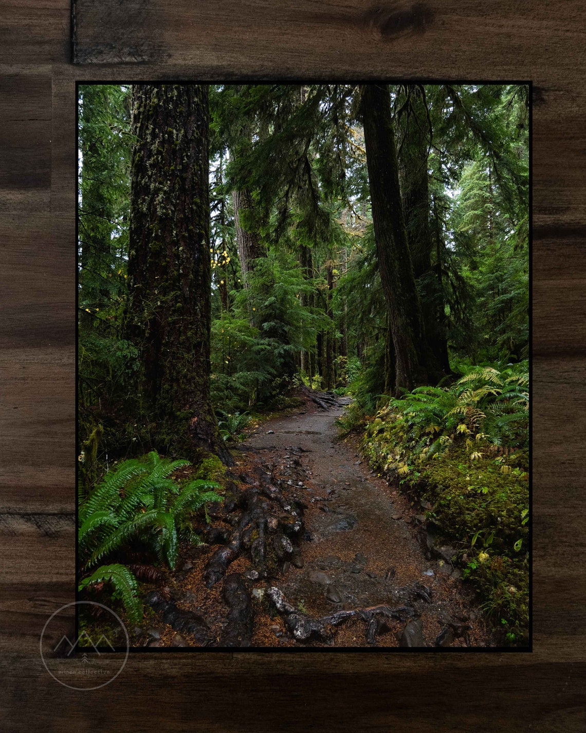 Forest Walk, HIGH RES Original Photograph Digital File, Multiple Sizes ...