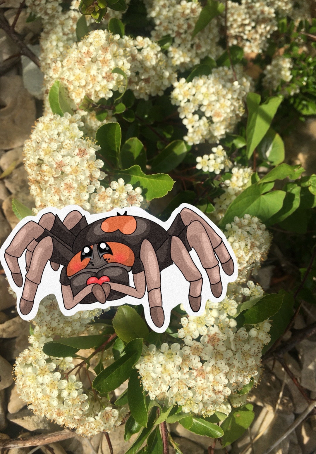 Love Heart Butt Tarantula Sticker Cyriocosmus Elegans Spider Sticker - Etsy