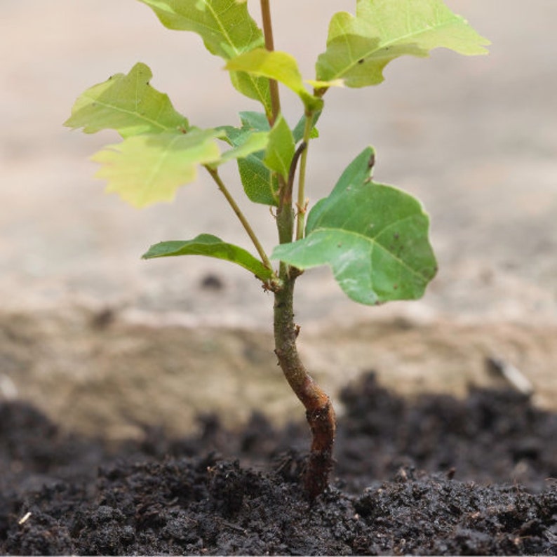 Two Live White Oak Seedlings 25 Tall Keystone Species for Wildlife ...
