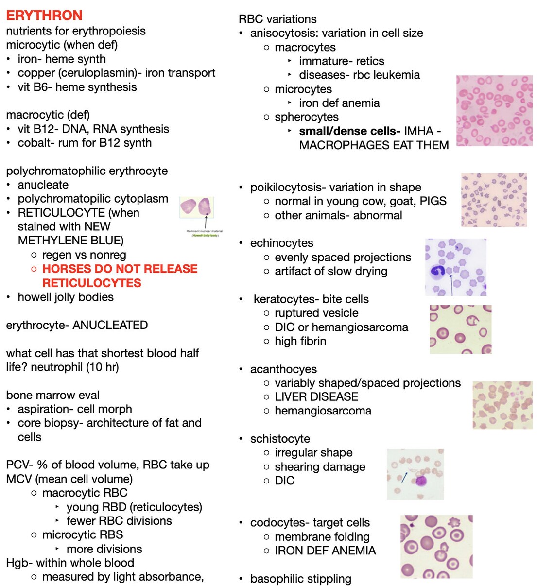 Veterinary Clinical Pathology Notes - Etsy