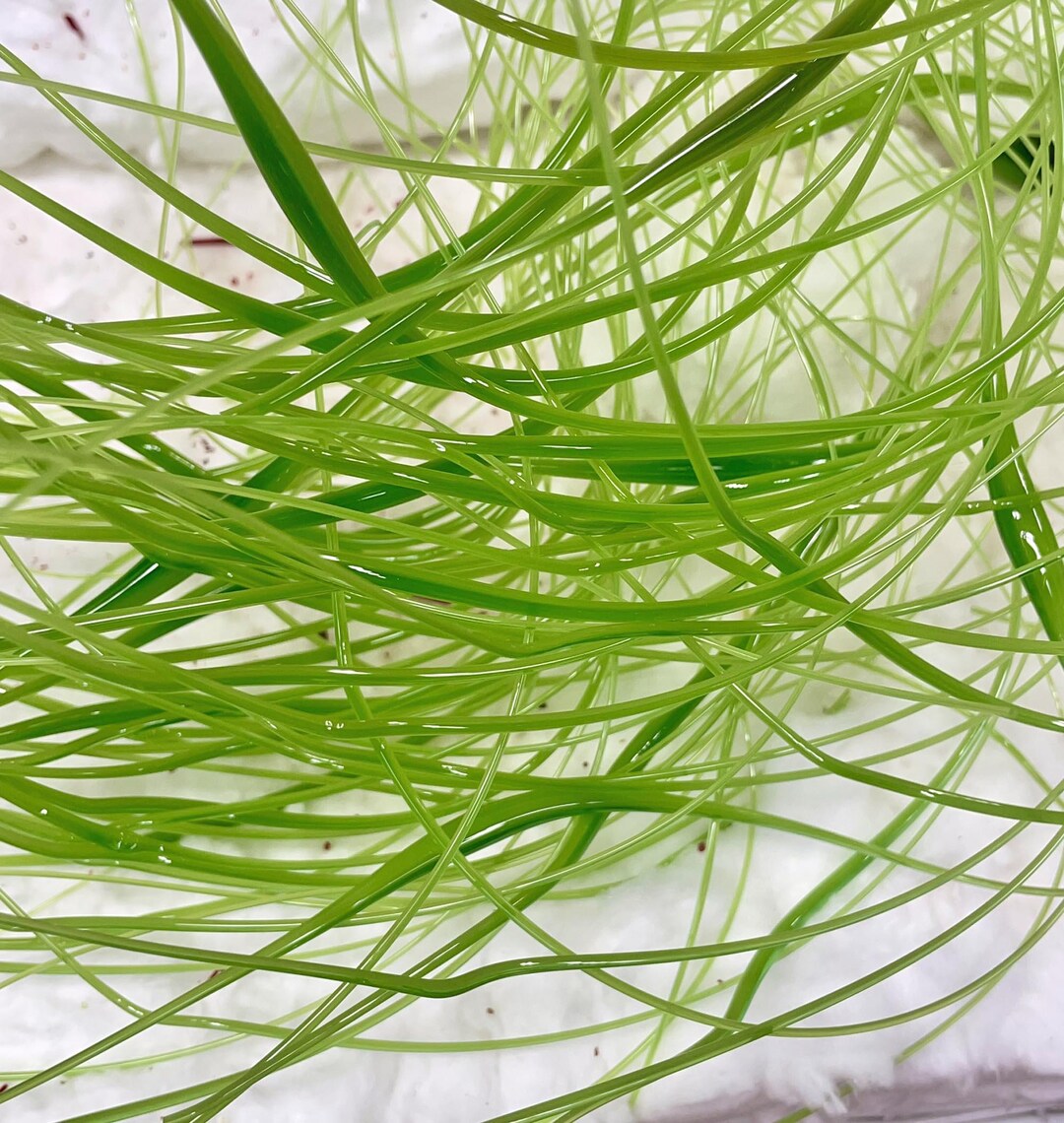 Vitrigraph Stringers 96 Coe Variegated Amazon Green/lt. Green Trans. 2 ...