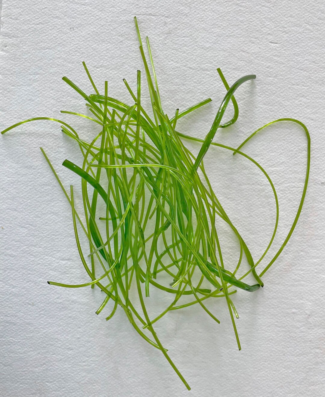 Vitrigraph Stringers- 96 Coe- Moss Green Transparent-2 Oz. - Etsy