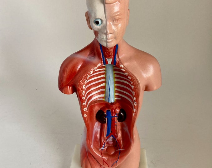 Human Torso Model, Removable Organs, Diagram Sheet, Plastic Box, 11 ...