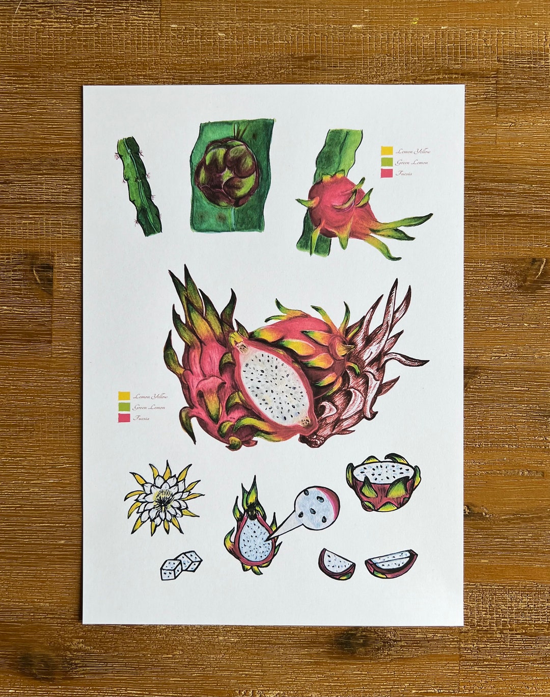 A4 Hand Painted Botanical Dragon Anatomy Fruit Watercolor Print - Etsy