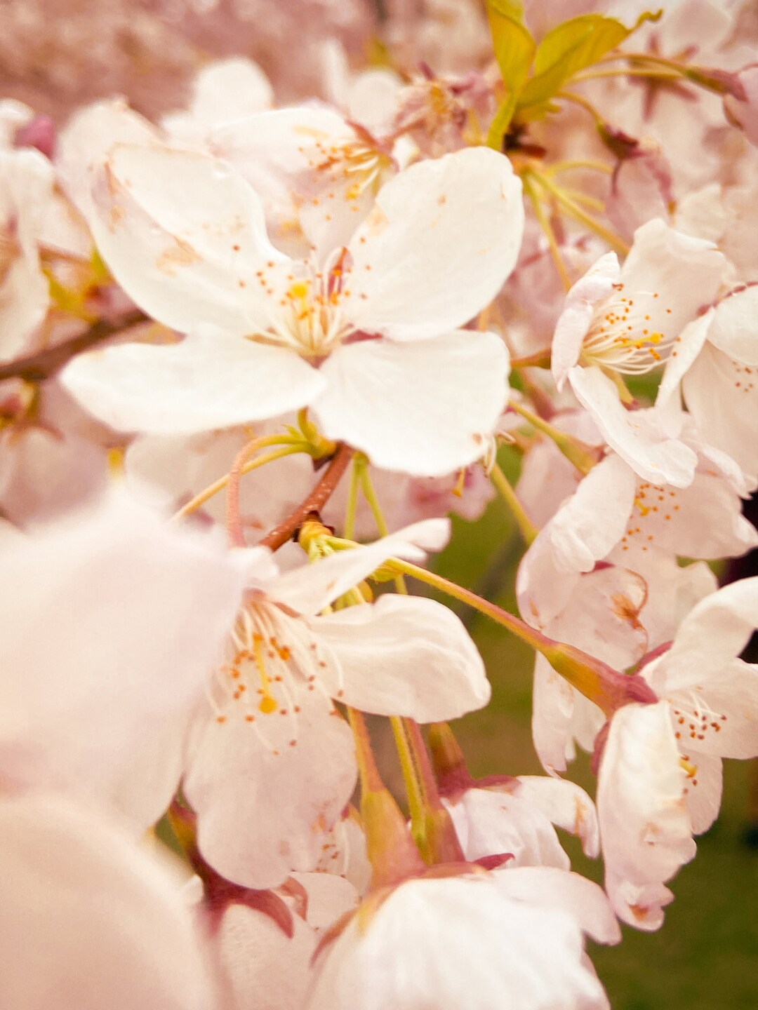 Toronto, sakura, Digital Download - Etsy