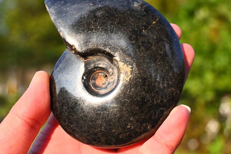 180g Natural Black Ammonite Fossil,ammonite Collectible,home Decor ...