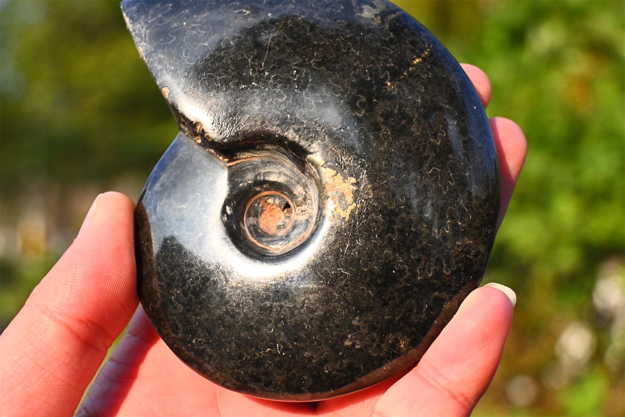 180g Natural Black Ammonite Fossil,ammonite Collectible,home Decor ...