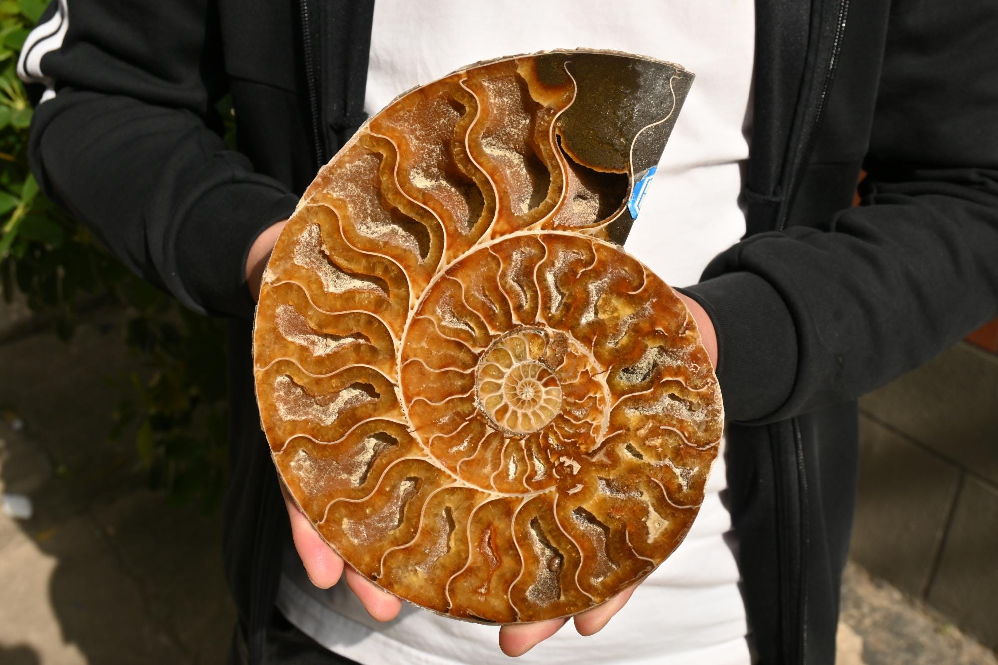 Natural Ammonite Fossil, Spiral Shell Specimen, Reiki Healing Decor - Etsy