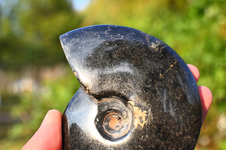 180g Natural Black Ammonite Fossil,ammonite Collectible,home Decor ...