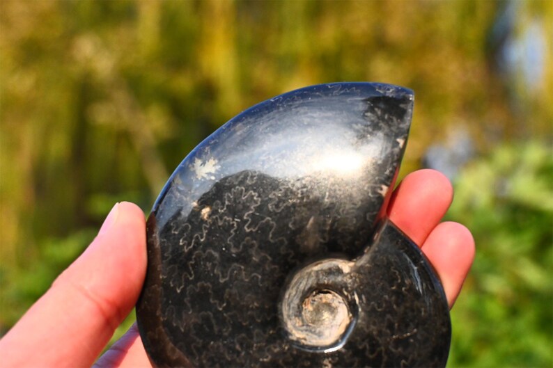 180g Natural Black Ammonite Fossil,ammonite Collectible,home Decor ...