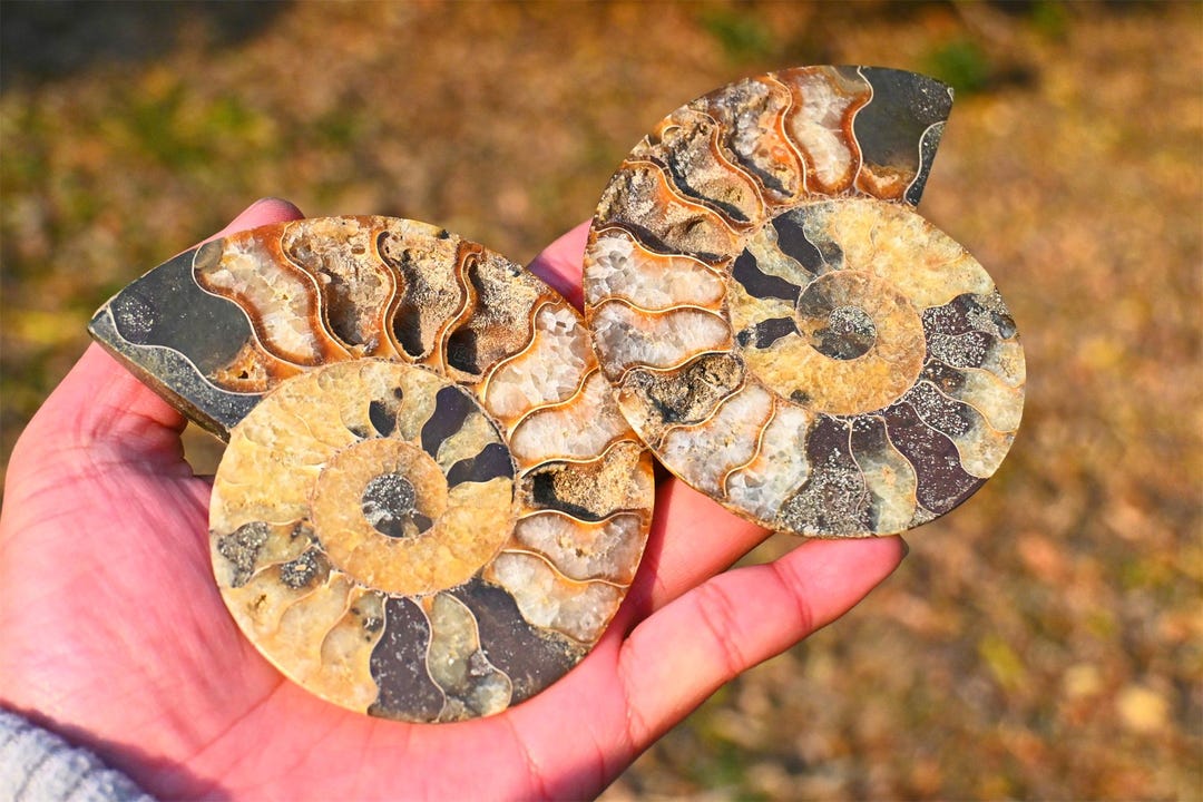 A Pair Natural Ammonite Fossil,ammonite Collectible,home Decor,ammonite ...